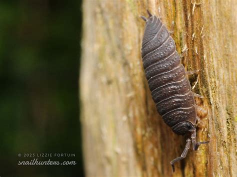 Sow Bugs Snail Hunters International