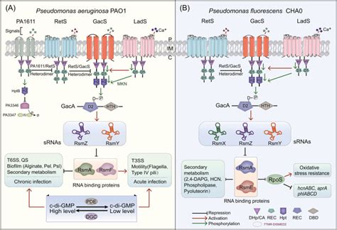 Two Component System Gacsgaca A Global Response Regulator Of