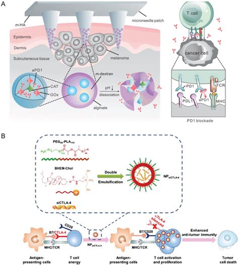 nanoparticle‐mediated immune checkpoint modulation to enhance
