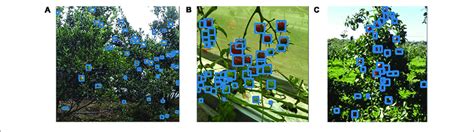 Examples Of The Results Of Detection Algorithms Tested On Different Download Scientific