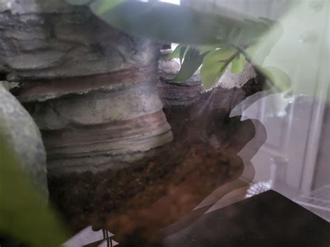 New upgrades! : r/leopardgeckos