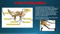 Fosa Pterigoidea Anatomía Humana Diapositivas De Anatomía Docsity