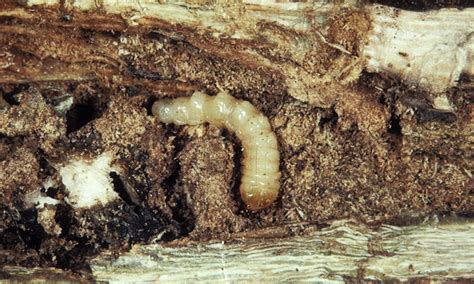 Dectes Stem Borer Observed In Soybean