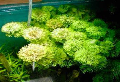 Лимнофила Амбулия сидячецветковая Limnophila Sessiliflora купить