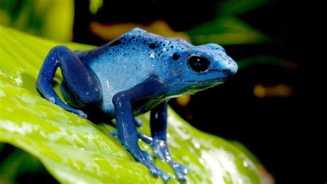 Klasifikasi Hewan Amfibi Matericoid