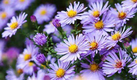 50 Blue Rice Button Aster Dumosus Flower Seeds