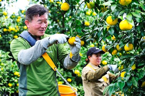 Yuzu Fruits Products Kochi Fresh