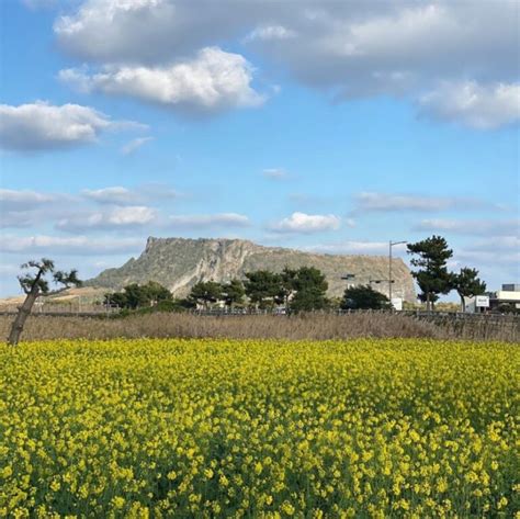 2025년 제주도 유채꽃 개화시기 And 명소 10곳 Kkday Korea 공식 블로그