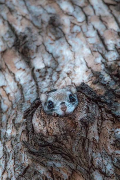 Ardilla Planeadora Fotos Banco De Fotos E Imágenes De Stock Istock