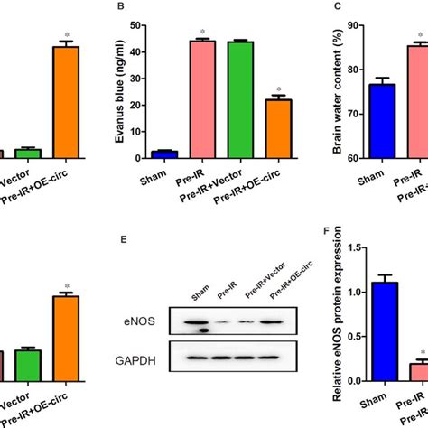 Effects Of Tmcao In Mice A And B Brain Infarct Indicated Using Ttc Download Scientific Diagram