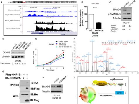 Hnf1b Inhibits Cell Proliferation Via Repression Of Smad6 Expression In Prostate Cancer Pmc