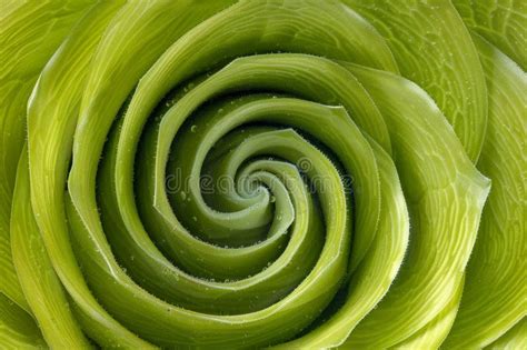 Close Up Of Vibrant Green Leaves In A Perfect Fibonacci Spiral Pattern Nature S Geometry Stock