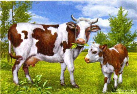 Корова и теленок картинки для детей