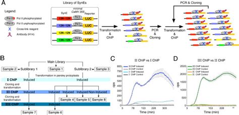 Identification Of Synthetic Cis Regulatory Dna Elements Syncres Via