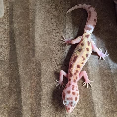 Gecko Families Hong Kong Hong Kong