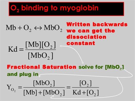 Myoglobin