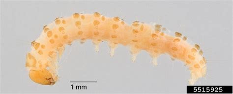 Pickleworm Diaphania Nitidalis Stoll