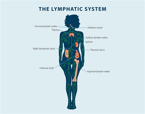 How To Do A Lymphatic Massage Tactile Medical