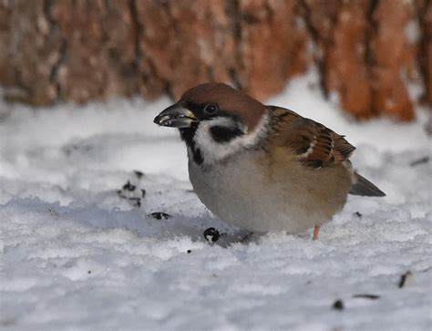 Tree Sparrow Birdforum