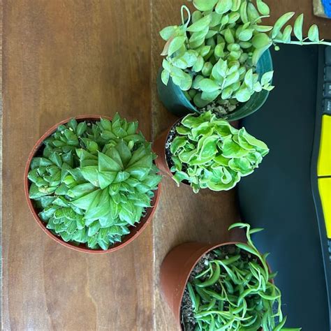 Cotyledon Pendens Trailing Succulent Small Live Plant In 2 4 6 Pot