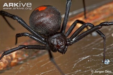 Red Back Spider Vs Black Widow