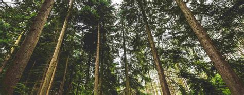 Top Native Oregon Trees To Enhance Your Landscape Legacy Tree Service