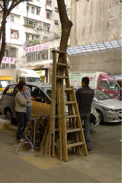 Multipurpose Trees And Plants Zero