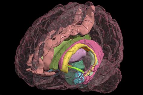 39 Facts About Limbic System