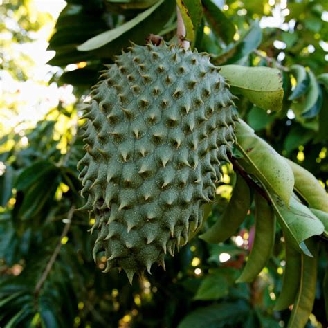 Soursop Tree For Sale Buy Soursop Fruit Tree Online M M Nurseries