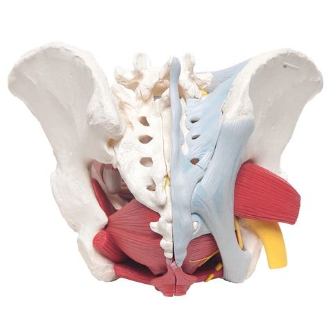 Anatomical Models Of Female Pelvis With Ligaments Vessels Nerves