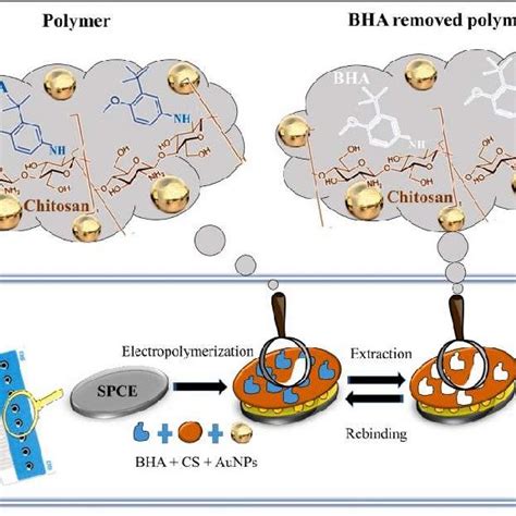 Scheme Of The Molecular Architecture Of The Bha Imprinted Sensor Download Scientific Diagram