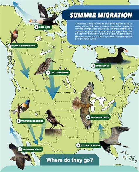 8 Unexpected Migration Routes For Summer Birding
