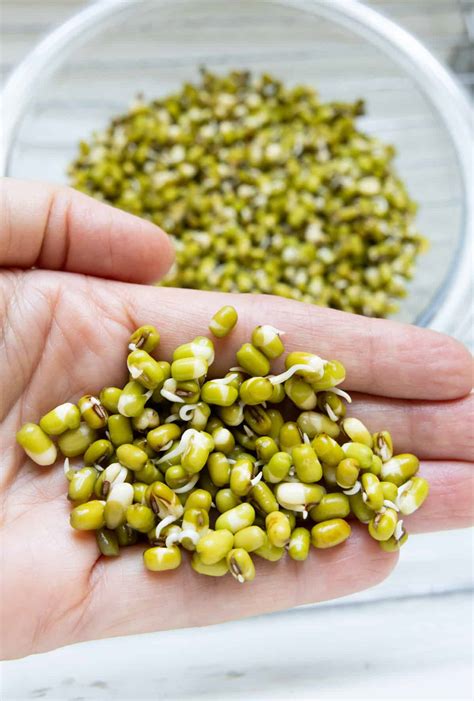 What Are Bean Sprouts How To Grow Mung Bean Sprouts Sukju Namul