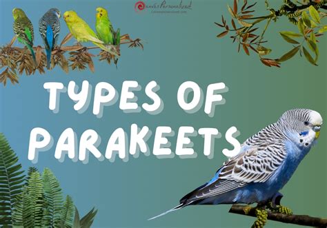 A Complete Guide To The Types Of Parakeets Which One Will You Choose