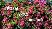 СУПЕР МУЛЬЧА для РОЗ и КЛЕМАТИСОВ - YouTube