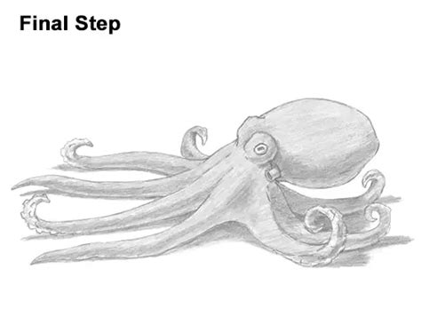 How To Draw An Octopus