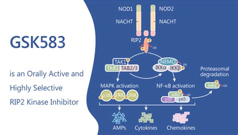 Gsk583 Is An Orally Active And Selective Rip2 Kinase Inhibitor Immune System Research