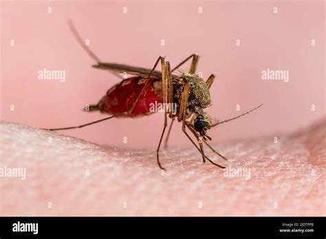 Malaria Infected Mosquito Bite Leishmaniasis Encephalitis Yellow