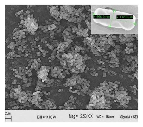 Sem Micrograph For Morphological Characterization Of Isolate Ss35 Download Scientific Diagram