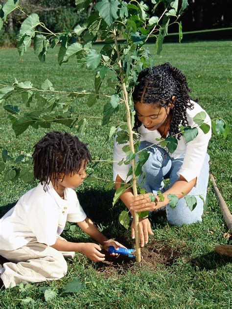 I Injured Tree Bark With A Weed Trimmer