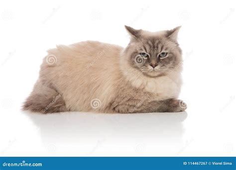 Side View Of Adorable Grey Cat Lying Down Stock Image Image Of Furry