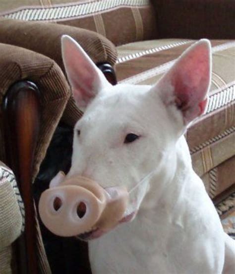 Собака с поросячьей мордой 79 фото