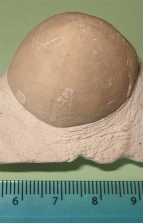 Conulus Albogalerus Uk Fossil Collecting