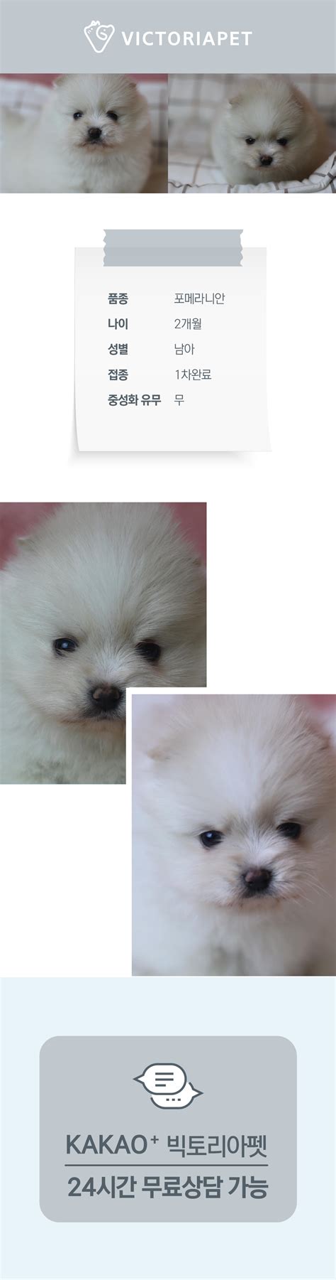 포메라니안 35만원~ 시바견수명 푸들무료분양 대전고양이분양 제페니스스피츠 강아지보호소 시바견특징 유기견분양 평택강아지분양 빅토리아펫 강아지분양
