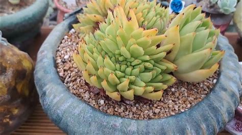 토담다육의 다육 판매 영상 230729 Youtube