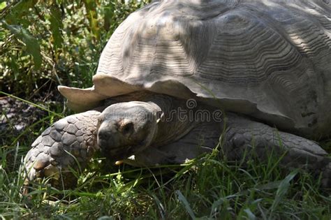 A Large Turtle Moves Through The Green Grass Stock Image Image Of Reptile Jungle 361470817