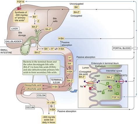 Flow Of Bile From The Liver To Small Intestine Diagram Liver
