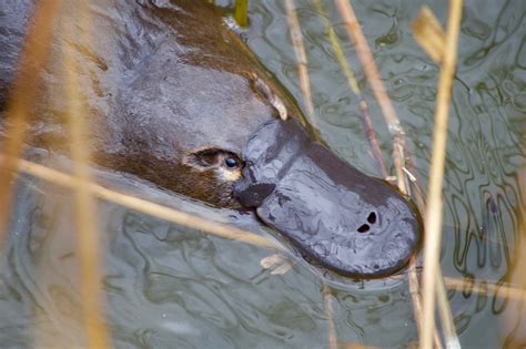 Citizen Science Join The Great Australian Platypus Search