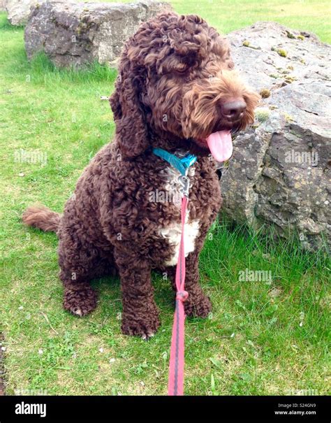 Chocolate Cockapoo Full Grown