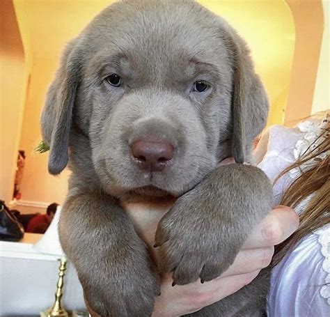 Silver Lab Newborn At Sam Mcclendon Blog